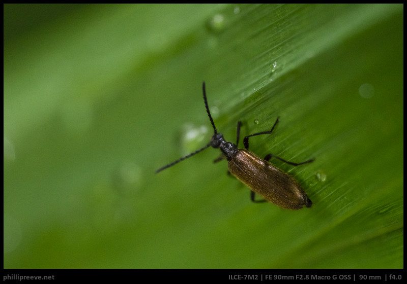 Sony FE lenses: A comprehensive and independent guide v1.2 ...