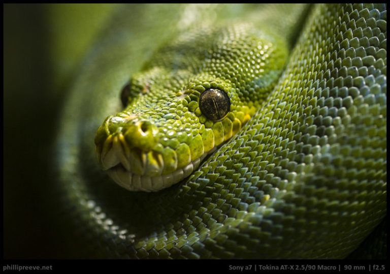 Guide to Macro Lenses for the Sony a7 series - phillipreeve.net