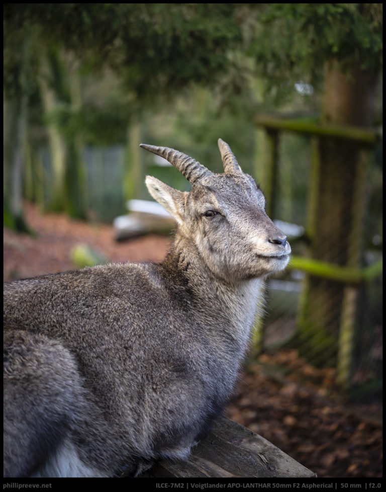 Review: Voigtlander 50mm F2 APO-Lanthar - phillipreeve.net