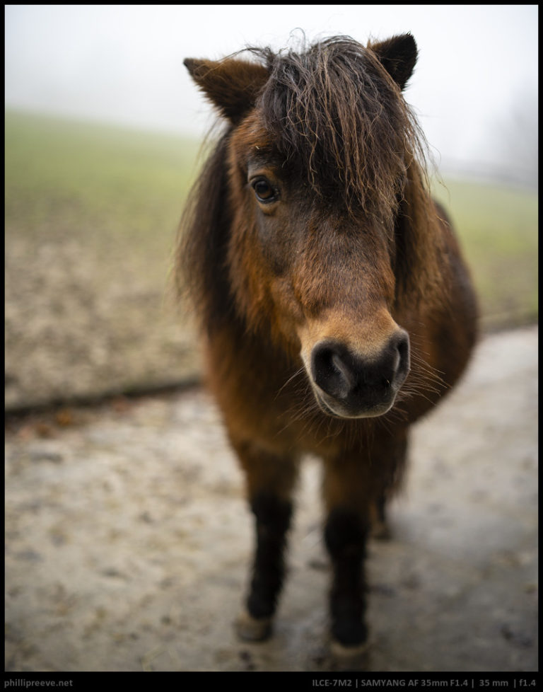 Review: Samyang AF 35/1.4 FE - High Performance with Issues ...