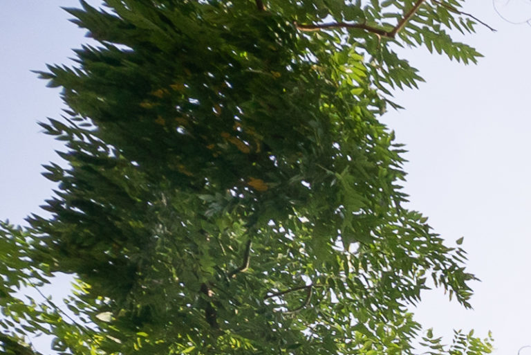 Review: NiSi 9mm 2.8 APS-C - phillipreeve.net