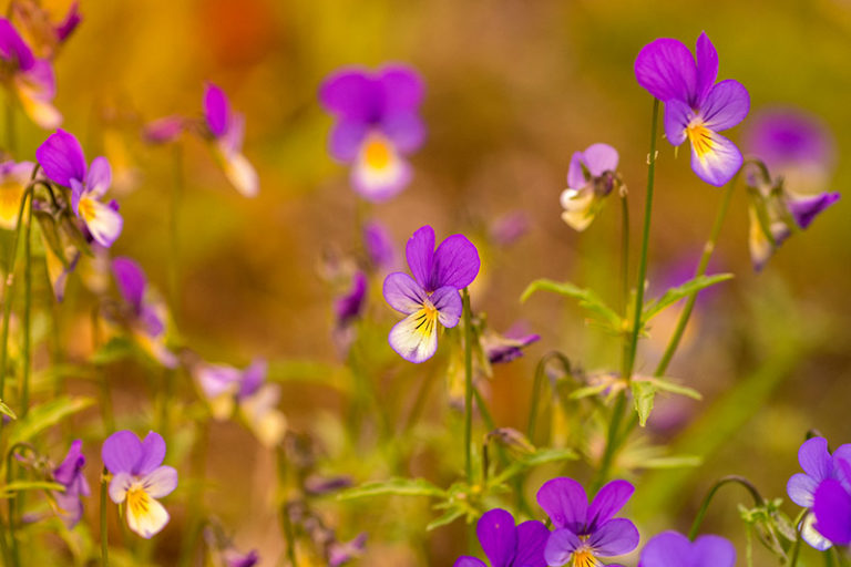 Review: Tamron SP AF 90mm F2.5 - phillipreeve.net