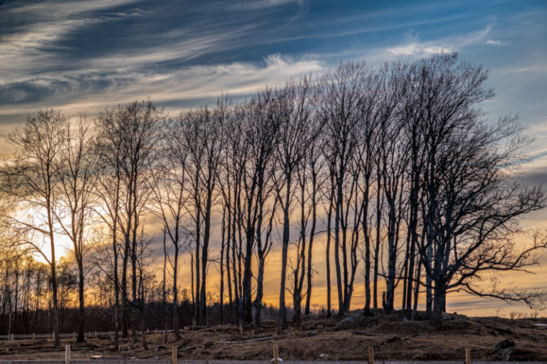 Review: Tamron SP AF 90mm F2.5 - phillipreeve.net