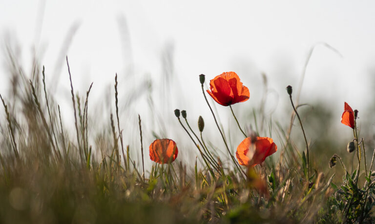 Review: TTArtisan 500mm 6.3 ED IF – Seriously Photography