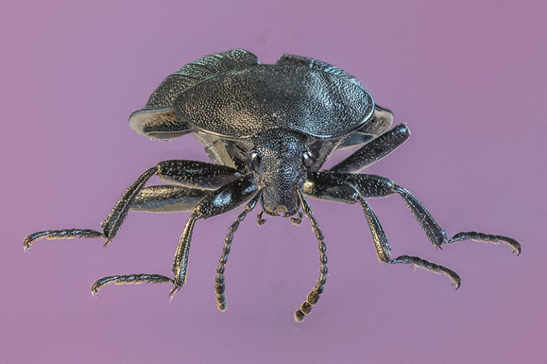 Review: Sigma 105mm 1:2.8 DG OS Macro HSM - phillipreeve.net