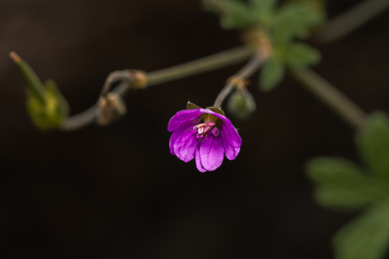 Review: Sigma 105mm 1:2.8 DG OS Macro HSM - phillipreeve.net