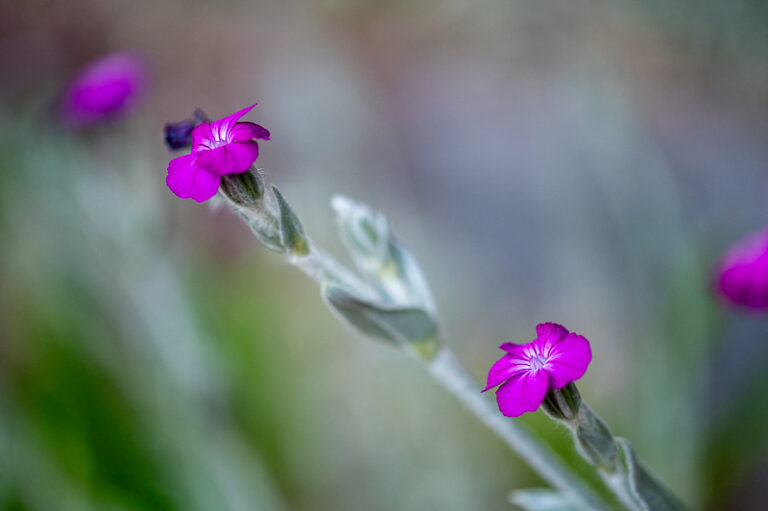 Review: Sigma 105mm 1:2.8 DG OS Macro HSM - phillipreeve.net