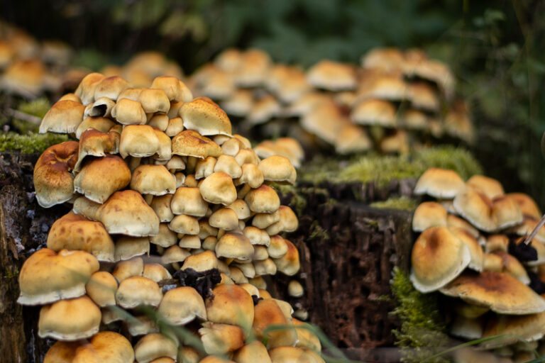 Review: Nikon AF-S NIKKOR 50mm f/1.8G - phillipreeve.net