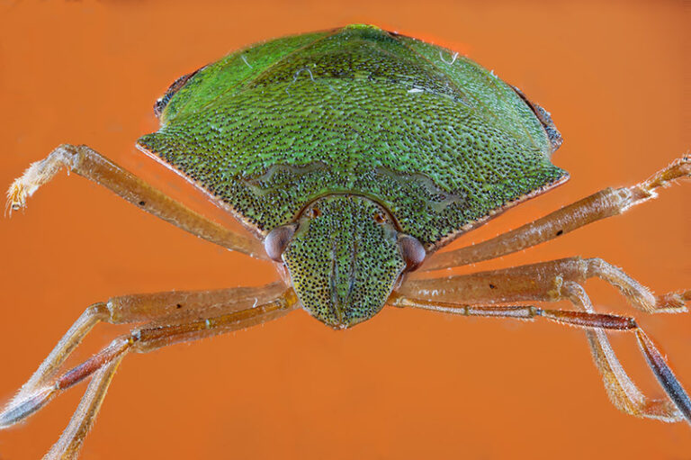 Greenbug-front_PR - phillipreeve.net