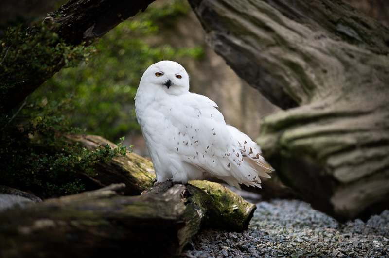 Nikon_AF-S_85mm_1.8G_Sample_Z6_33_1.8 - phillipreeve.net