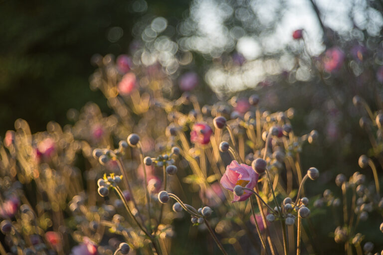 REVIEW: Meyer-Optik Görlitz Trioplan 50mm f/2.9 V - Soap Bubble Bokeh ...