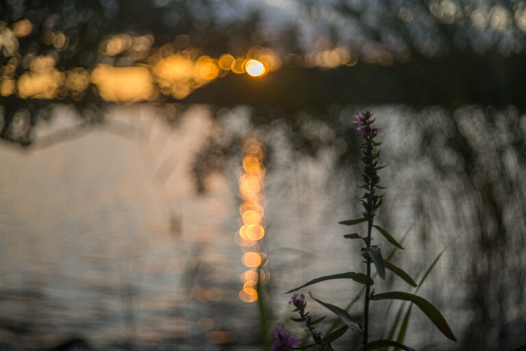 REVIEW: Meyer-Optik Görlitz Trioplan 50mm f/2.9 V - Soap Bubble Bokeh ...