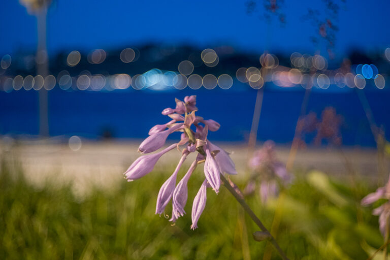 REVIEW: Meyer-Optik Görlitz Trioplan 50mm f/2.9 V - Soap Bubble Bokeh ...