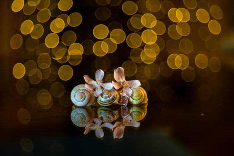 REVIEW: Meyer-Optik Görlitz Trioplan 50mm f/2.9 V - Soap Bubble Bokeh ...