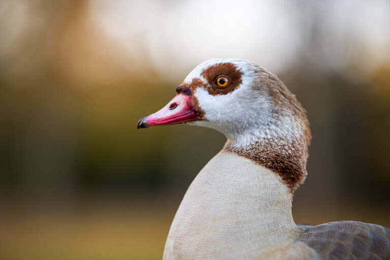 Review: Samyang 135mm 1.8 AF FE - phillipreeve.net