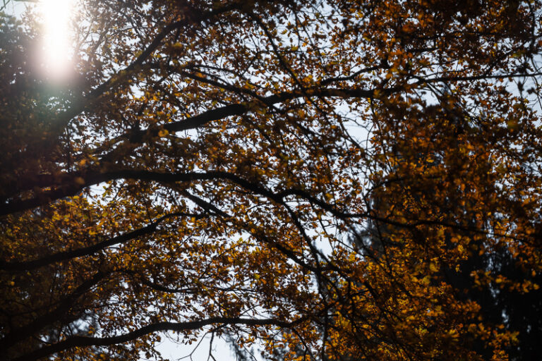 Review: Samyang 135mm 1.8 AF FE - phillipreeve.net