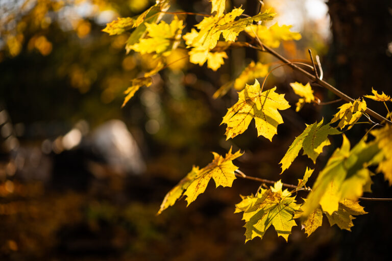 Review: Thypoch Simera 50mm 1.4 - phillipreeve.net