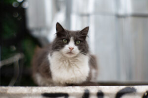 Review: Canon 50mm 0.95 - The original f/0.95 Dream Lens - phillipreeve.net
