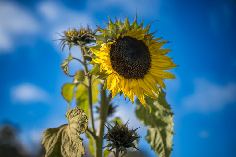 Review: Viltrox AF 35mm f/1.7 XF (APS-C) - phillipreeve.net
