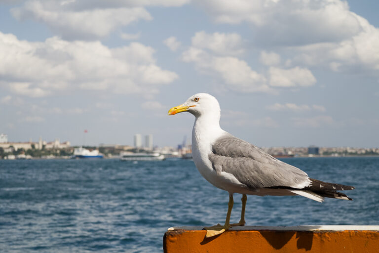 Vivo X200 Ultra - The Death of the compact Camera - phillipreeve.net