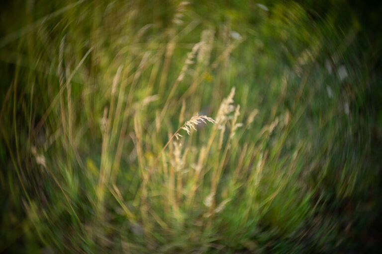 REVIEW: LOMOGRAPHY Petzval 55mm F/1.7 Bokeh Control Mark II Art Lens ...