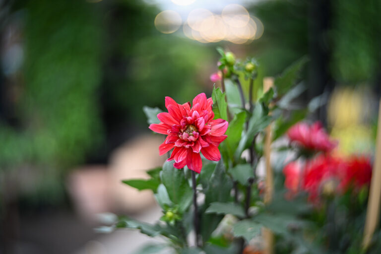REVIEW: LOMOGRAPHY Petzval 55mm F/1.7 Bokeh Control Mark II Art Lens ...